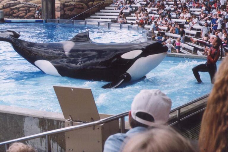 Děsivá smrt Dawn Brancheau: Zabila ji kosatka, kterou trénovala ...